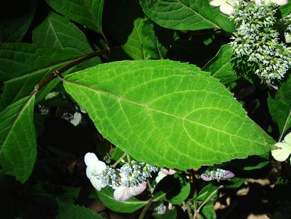 Hydrangea serrata (Thunberg ex Murray) Séringe var. thunbergii (Siebold) H. Ohba